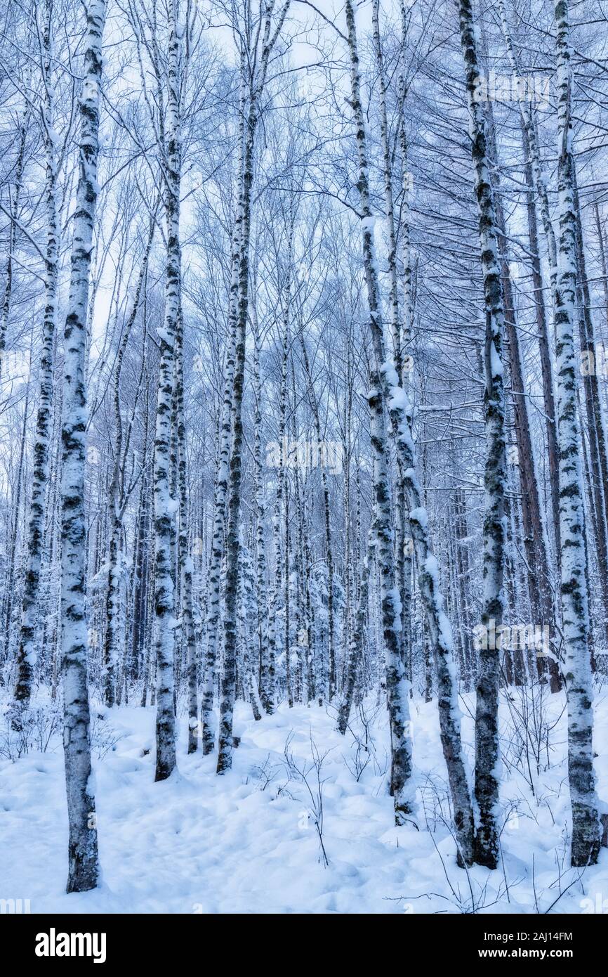 Snow-covered trees in harbin china during winter Stock Photo - Alamy