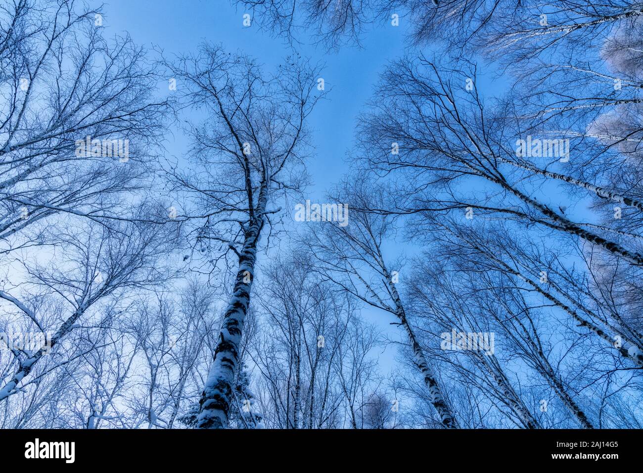 Snow-covered trees in harbin china during winter Stock Photo - Alamy