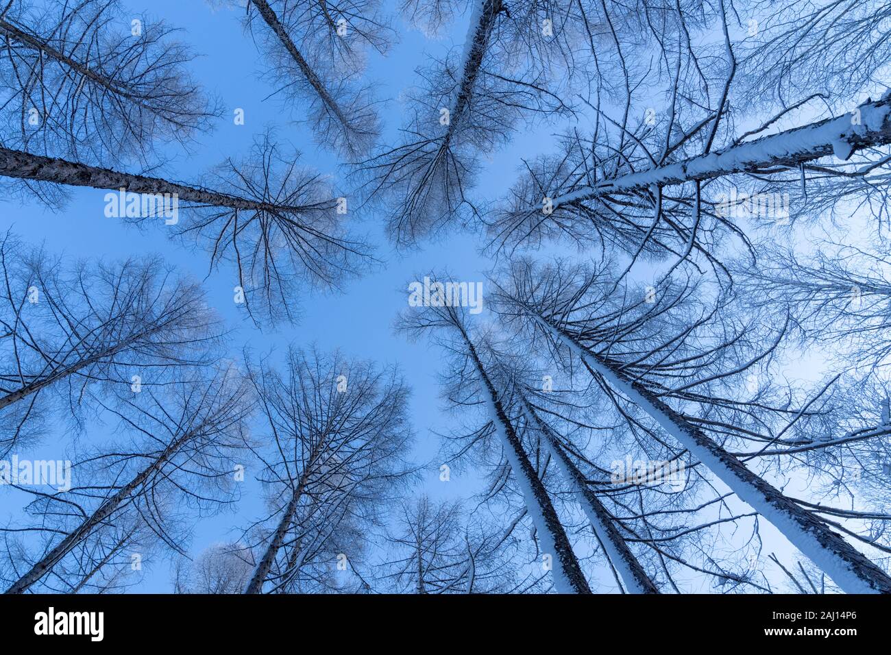 Snow-covered trees in harbin china during winter Stock Photo - Alamy