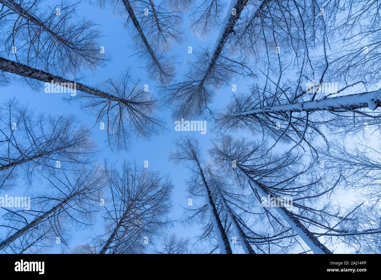 Snow-covered trees in harbin china during winter Stock Photo - Alamy
