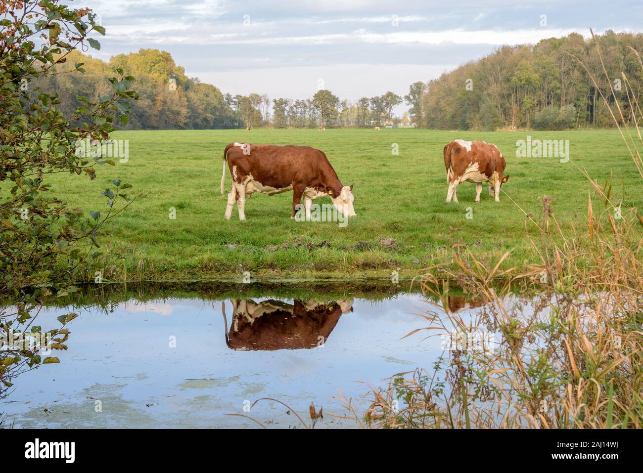 Calm canal water hi-res stock photography and images - Alamy