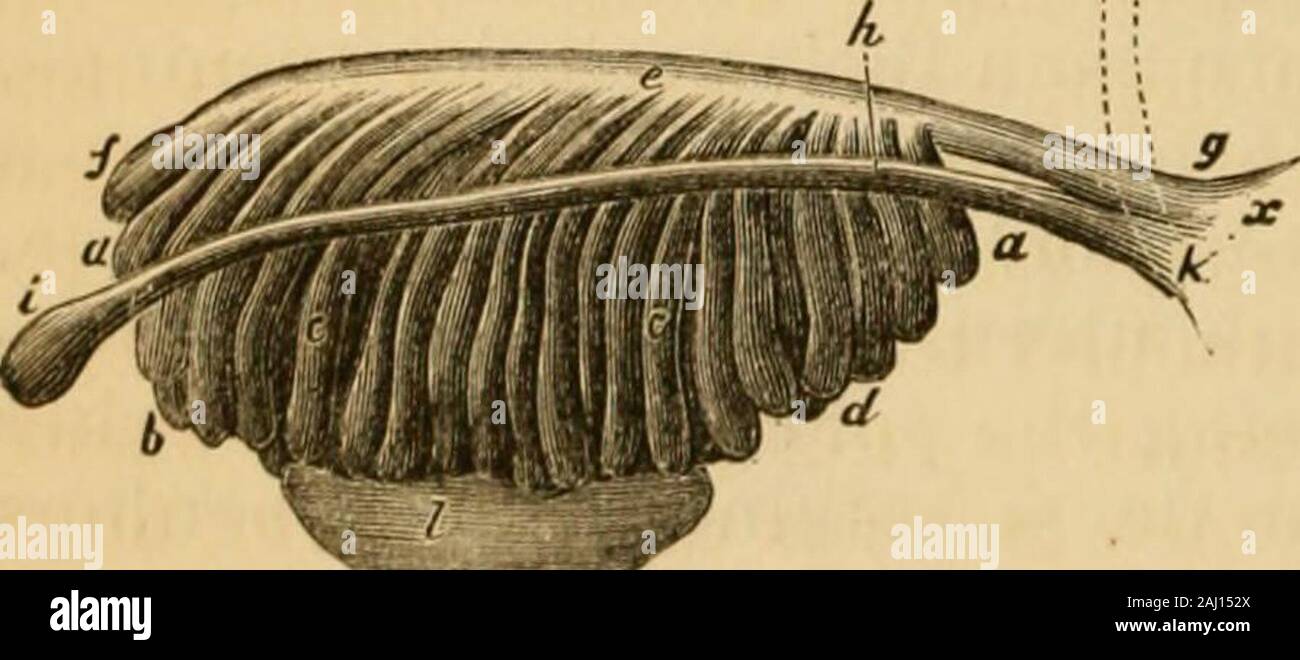 Organ of rosenmuller hi-res stock photography and images - Alamy