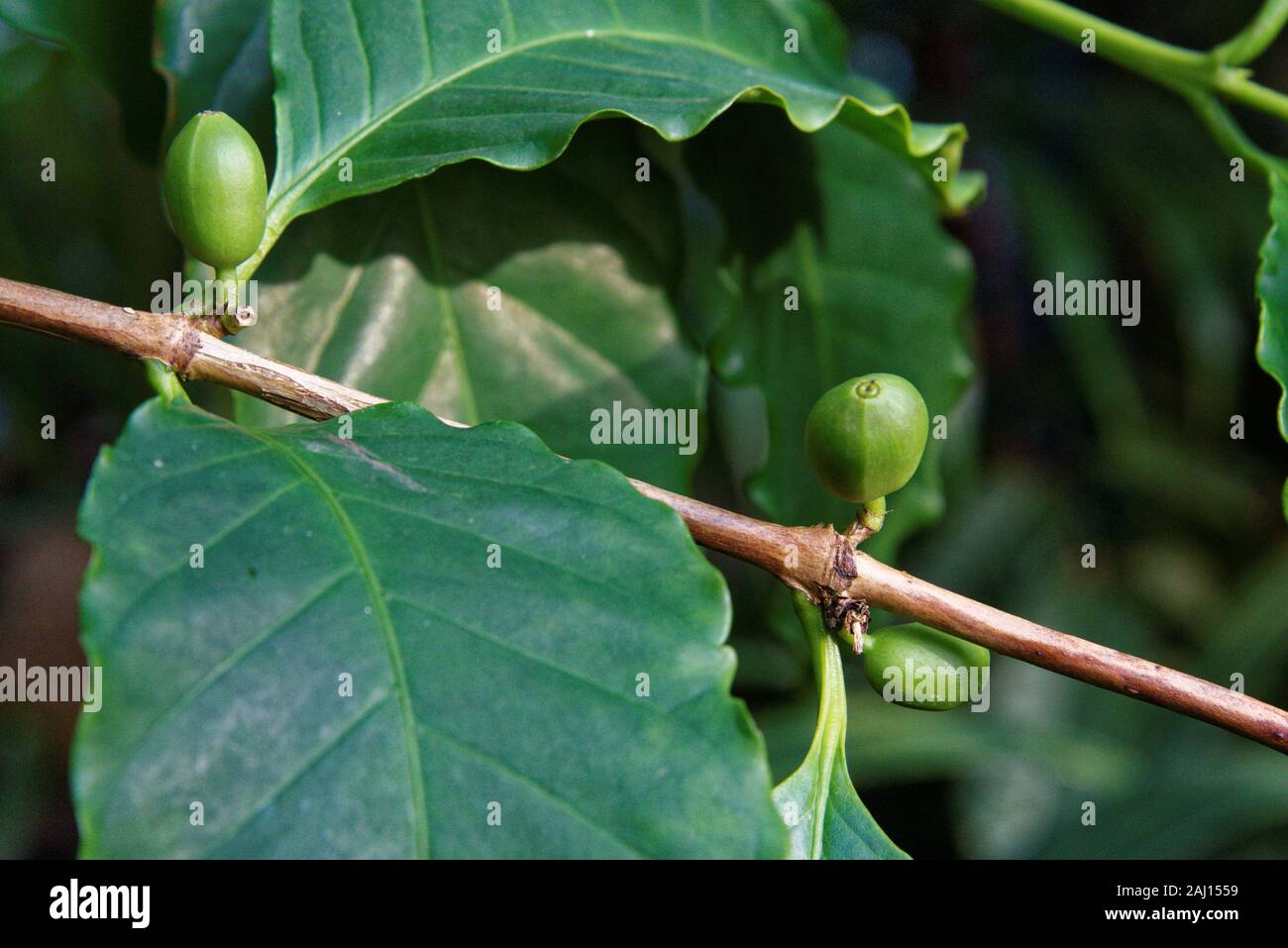 Coffea arabica, also known as the Arabian coffee, "coffee shrub of ...