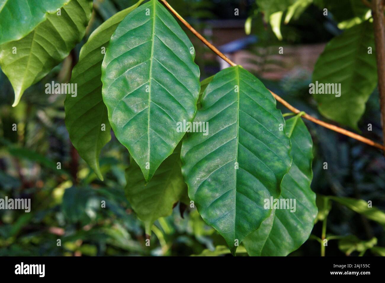 Coffea arabica, also known as the Arabian coffee, "coffee shrub of ...