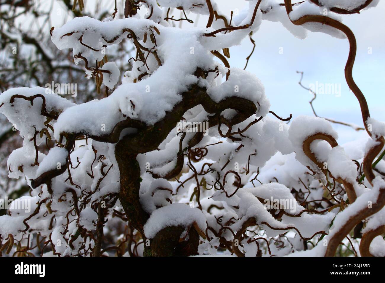 The picture shows a willow with snow in the winter Stock Photo - Alamy