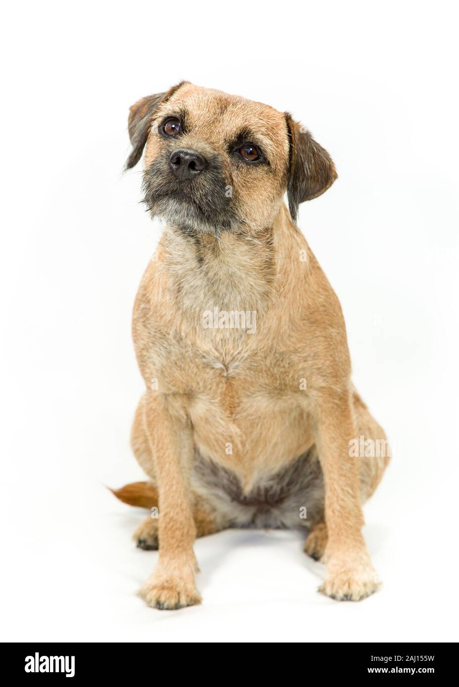 How To Keep A Destructive Dog At Home