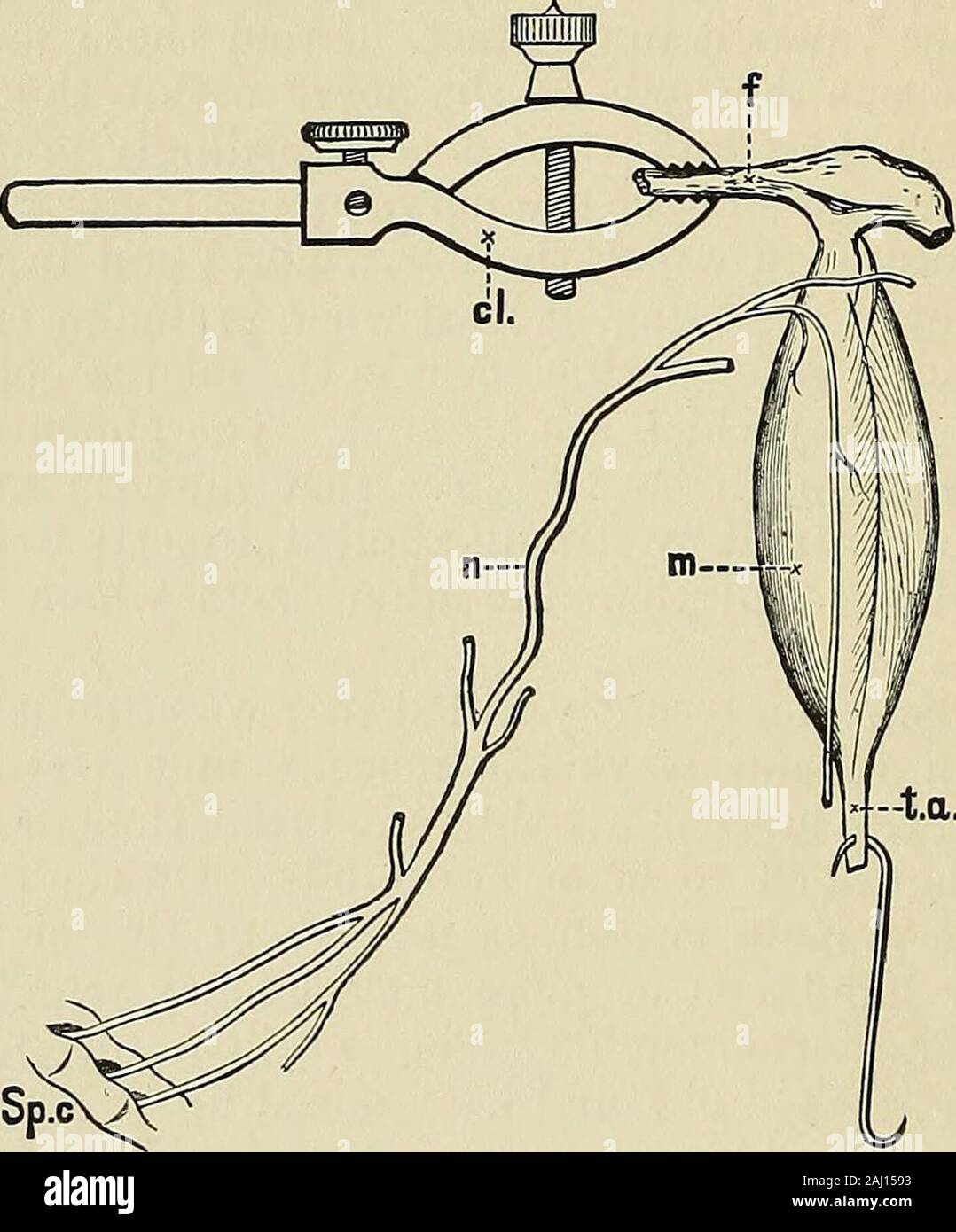 A text-book of physiology . e of form of the muscle. Todo this ...