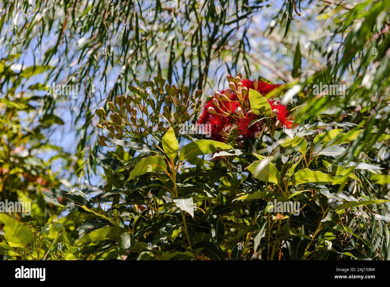 Red flowering gum perth hi-res stock photography and images - Alamy