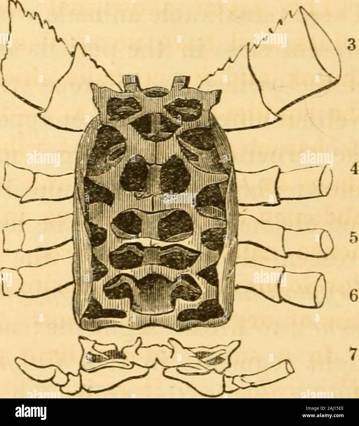 Squilla anatomy hi-res stock photography and images - Alamy