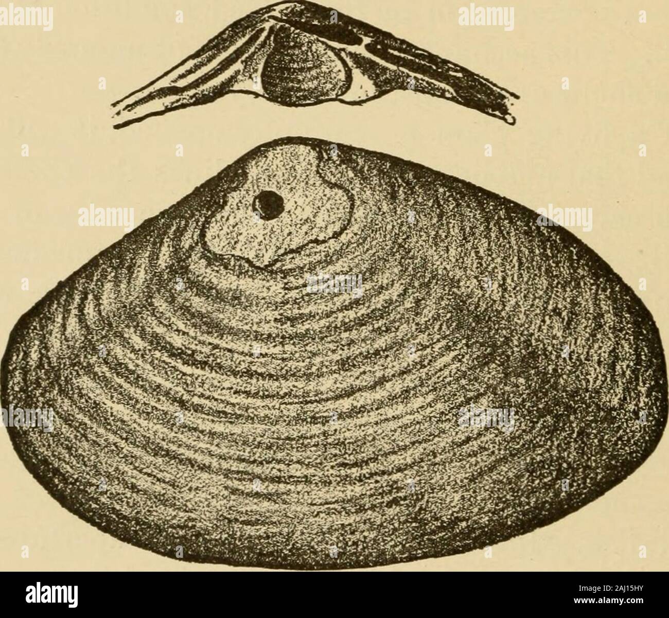The animal life of our seashore With special reference to the New ...
