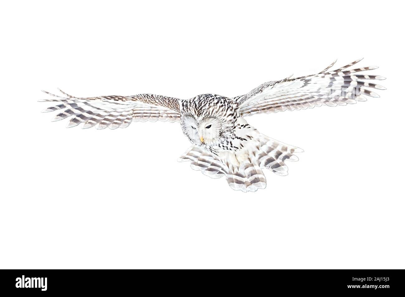 Ural owl, strix uralensis, flying isolated on white background Stock ...