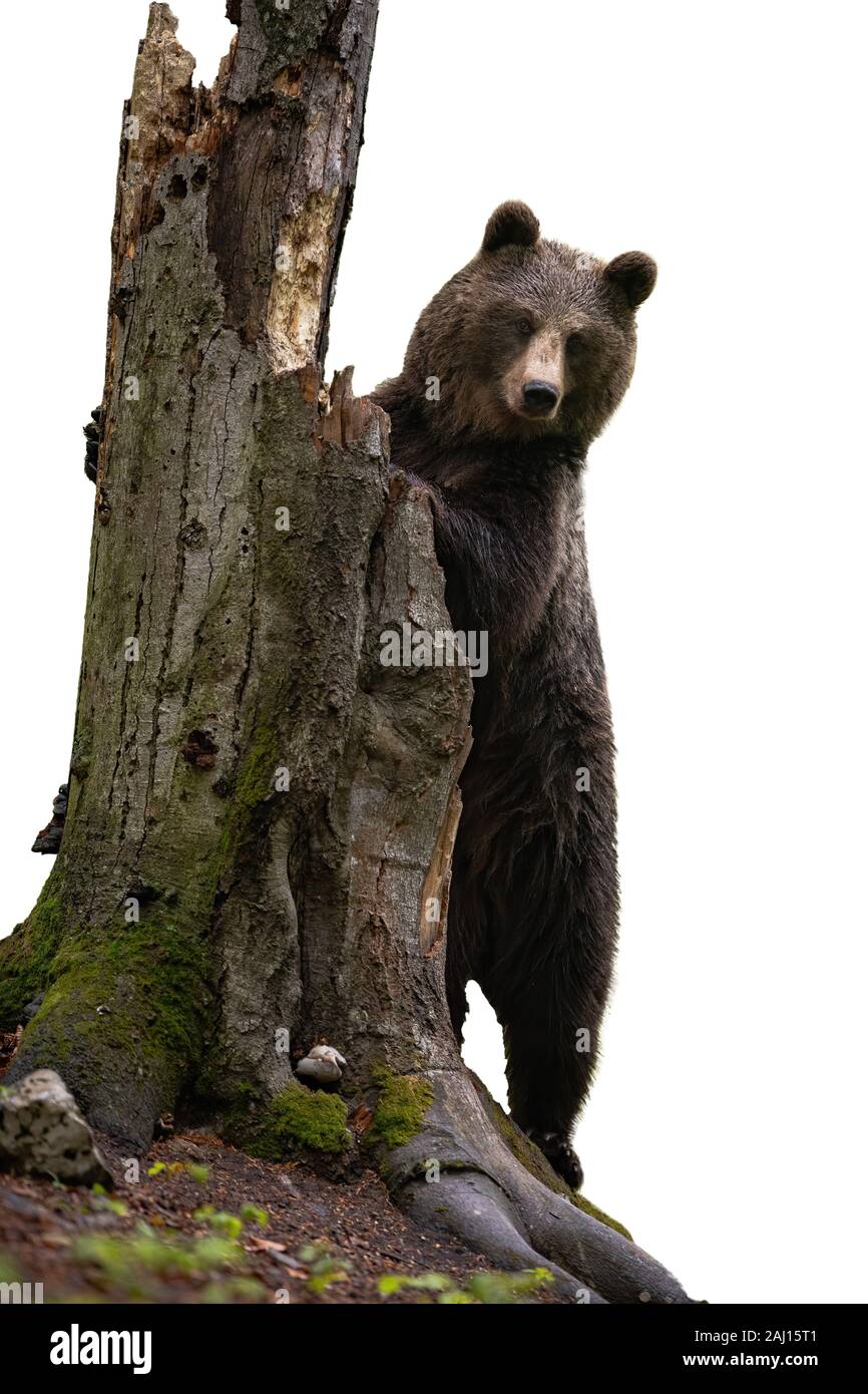 Brown bear standing by a tree trunk isolated on white background Stock ...