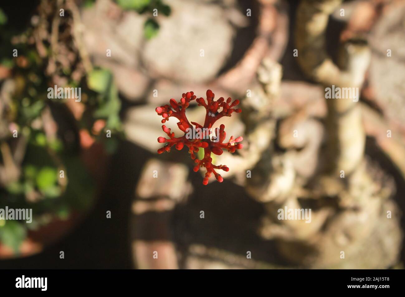 Spring flower of bangladesh hi-res stock photography and images - Alamy