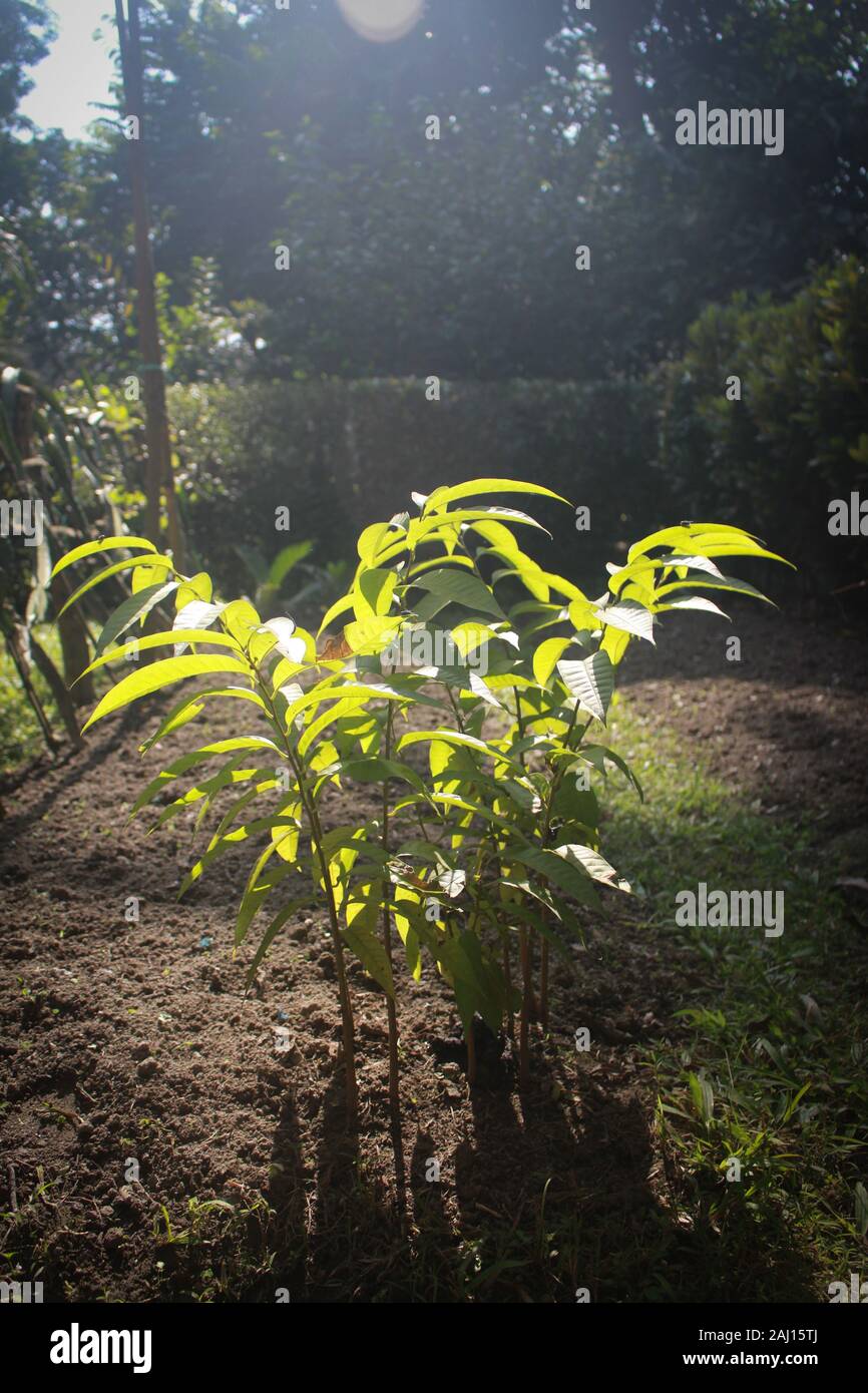 Picture of a small tree in Bangladesh Stock Photo - Alamy