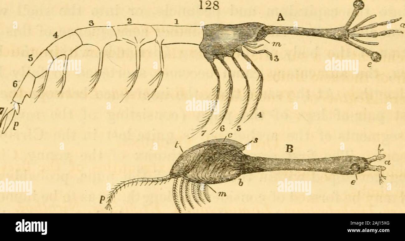 Lectures on the comparative anatomy and physiology of the invertebrate ...