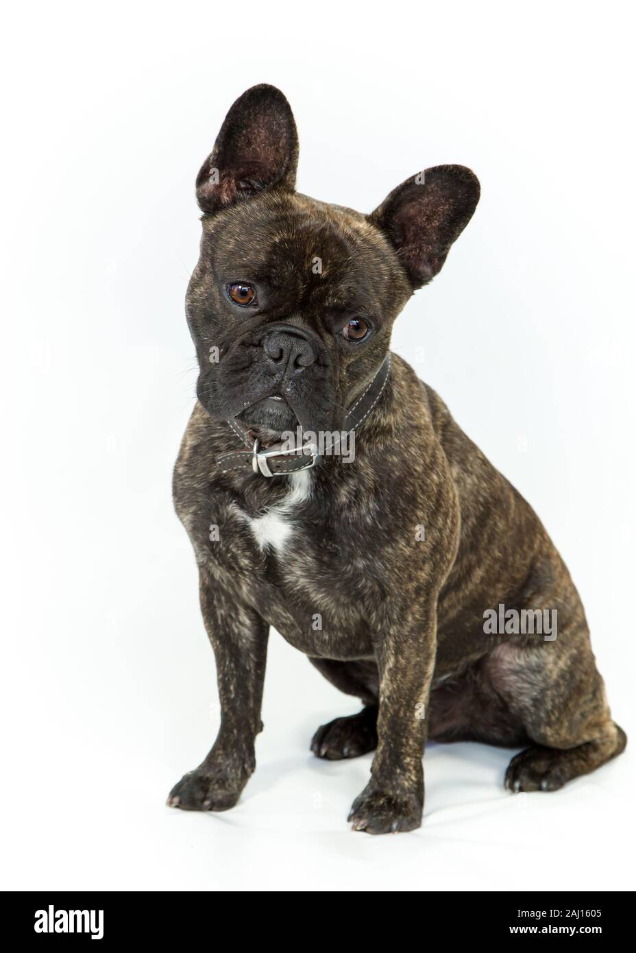 French Frenchie Bulldog Dog sitting & laying Against White Background ...