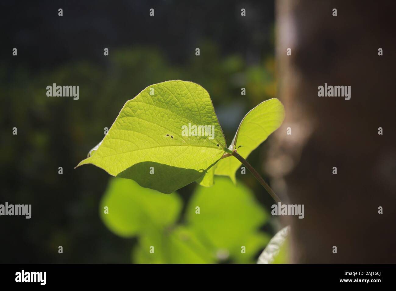 Picture of a leaf in Bangladesh Stock Photo - Alamy