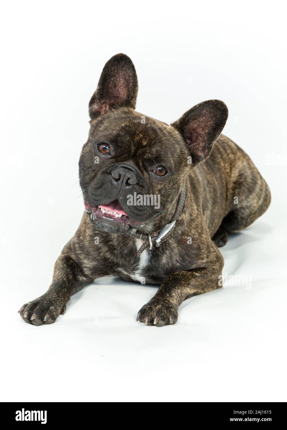 French Frenchie Bulldog Dog sitting & laying Against White Background ...