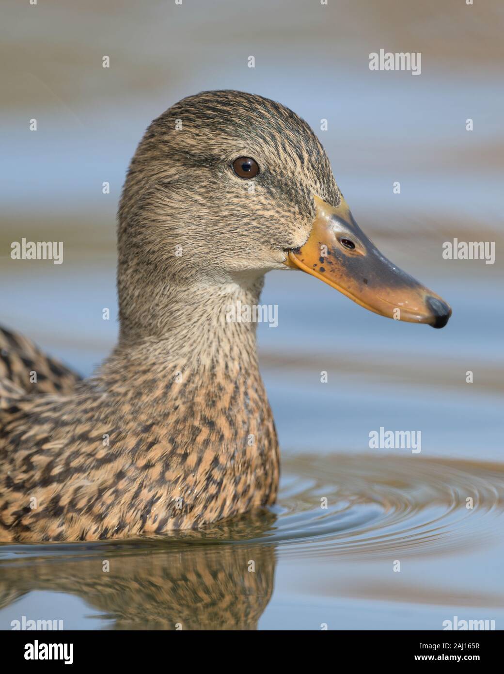 Female mallard duck closeup portrait on calm pond Stock Photo - Alamy