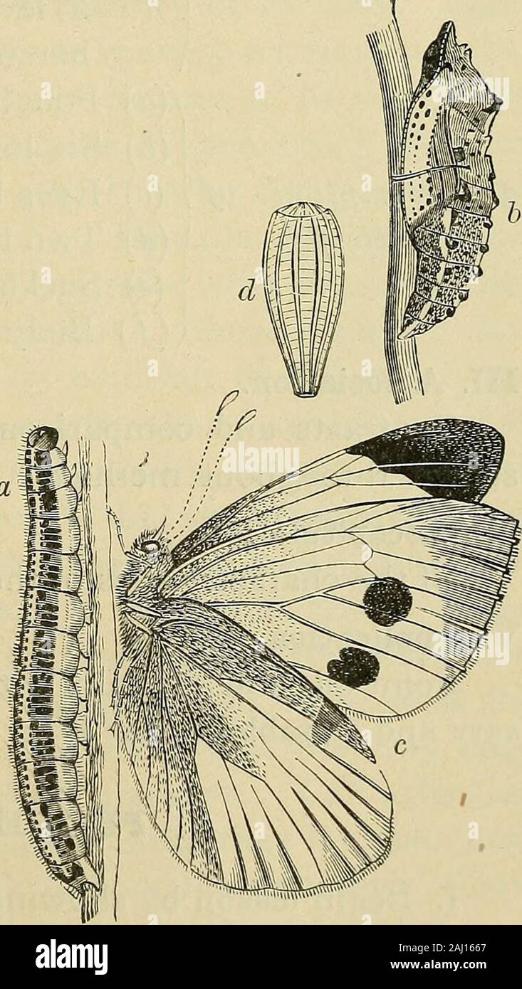 Snake head butterfly hi-res stock photography and images - Alamy