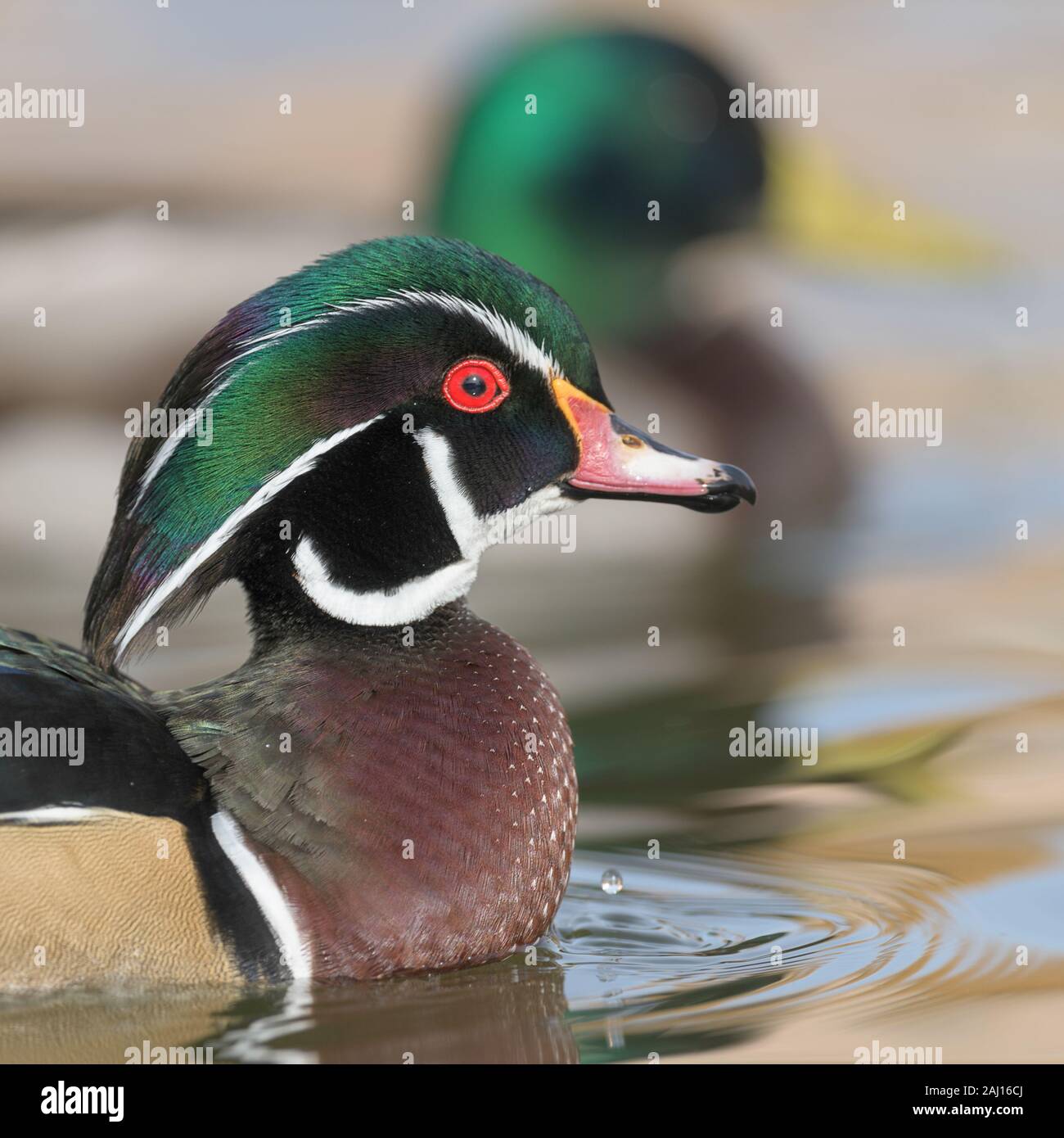 Colorful male wood duck closeup portrait on calm pond Stock Photo - Alamy