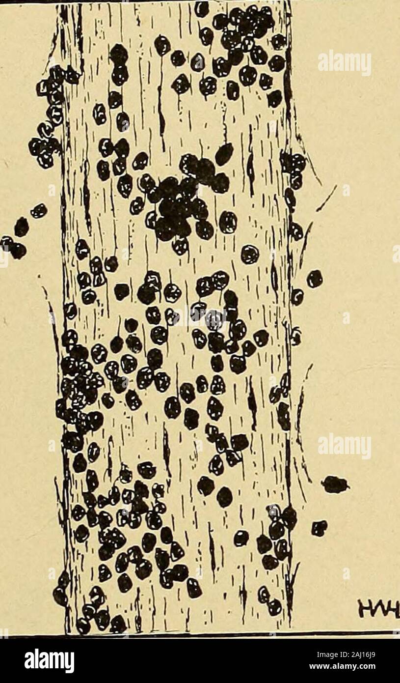 Diagnostic methods, chemical, bacteriological and microscopical : a ...