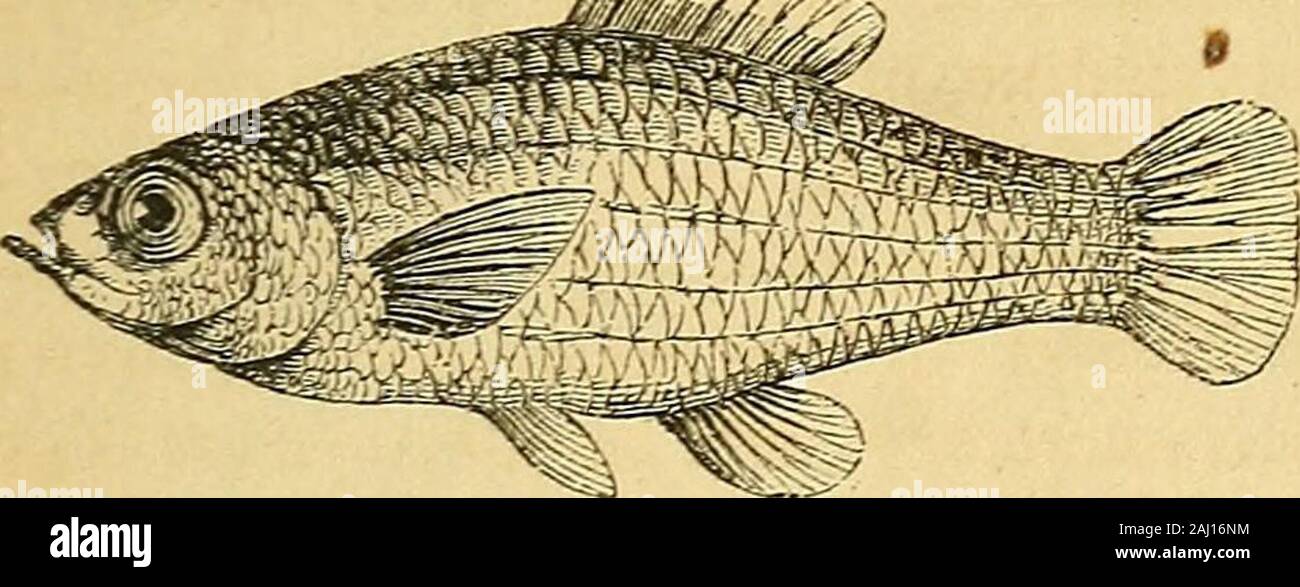 Rounded forked tail hi-res stock photography and images - Alamy