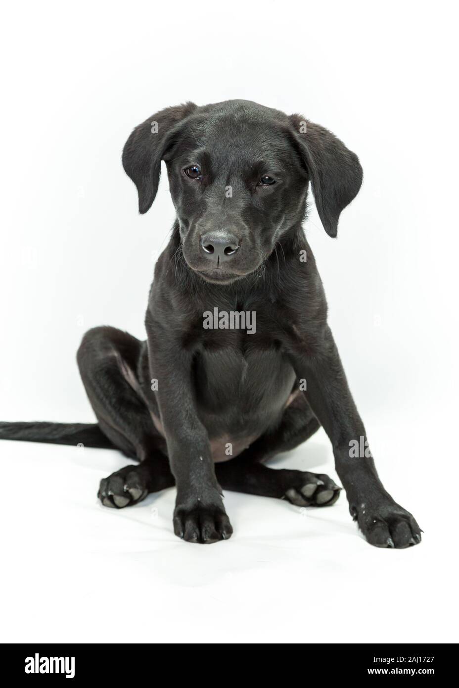Dog with floppy ears hi-res stock photography and images - Alamy