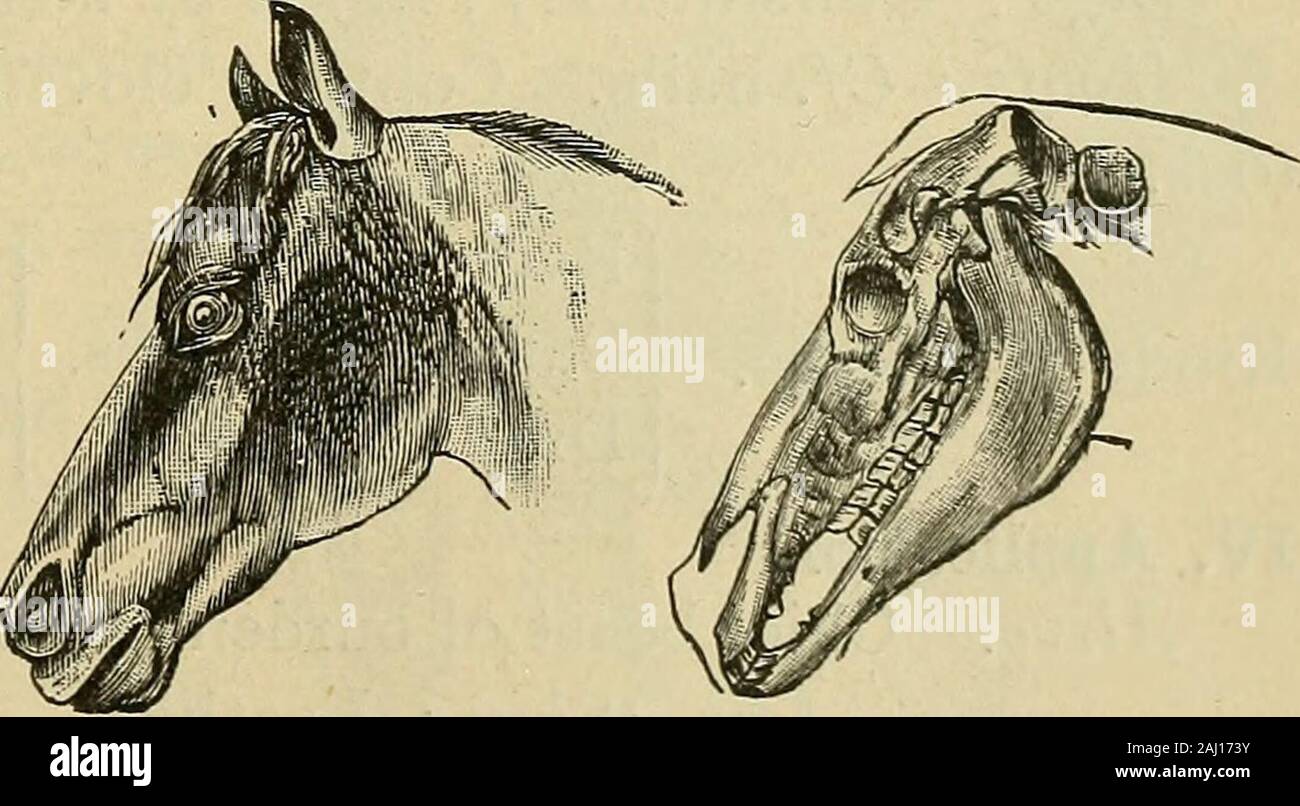 Notes of lessons on the Herbartian method (based on Herbart's plan ...