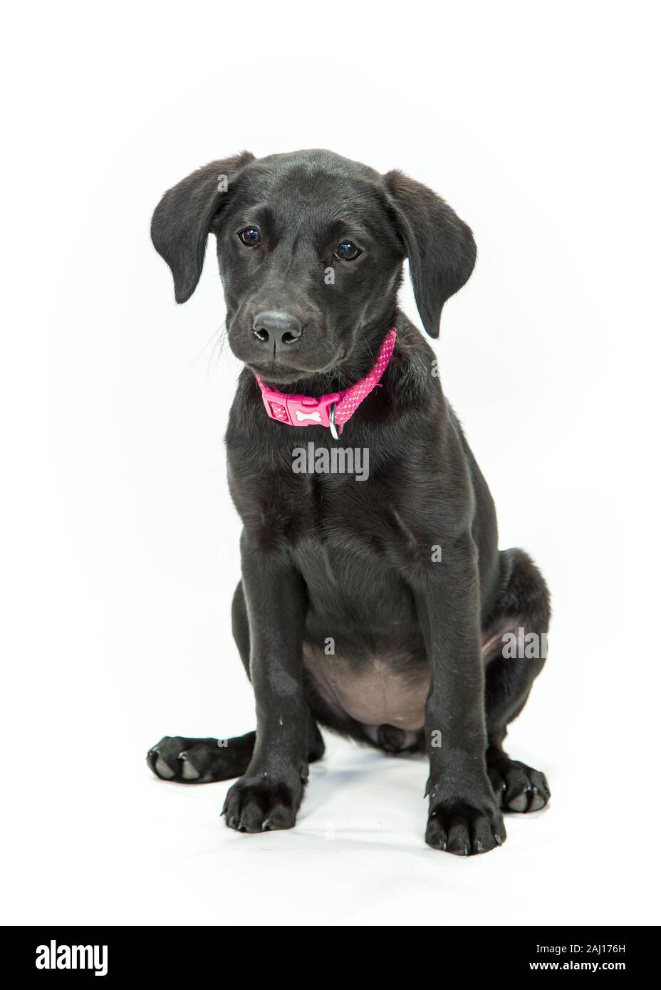 Lab dog Cut Out Stock Images & Pictures - Alamy