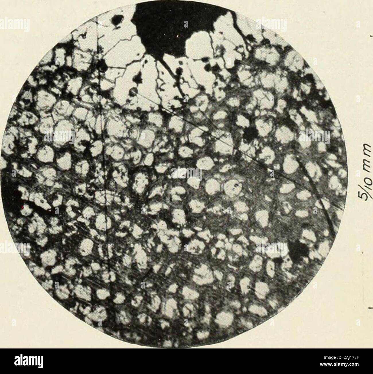 The ore deposits of Utah . E. PHOTOMICROGRAPH SHOWING LONGITUDINAL ...