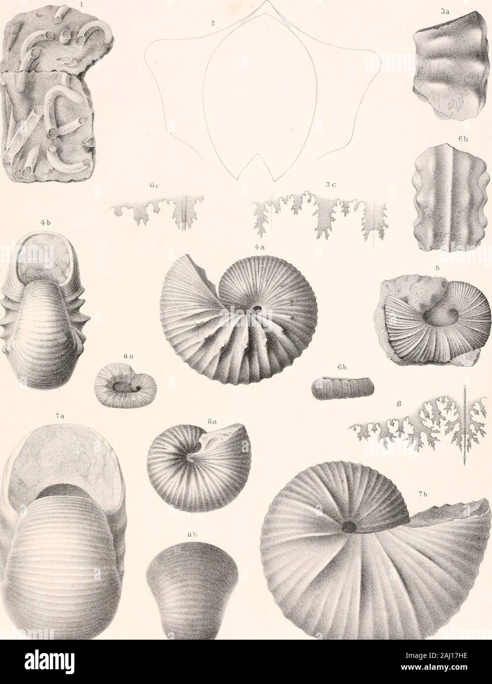 Scaphites hi-res stock photography and images - Alamy