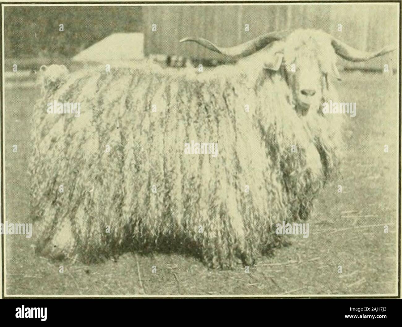 Angora goat country hi-res stock photography and images - Alamy