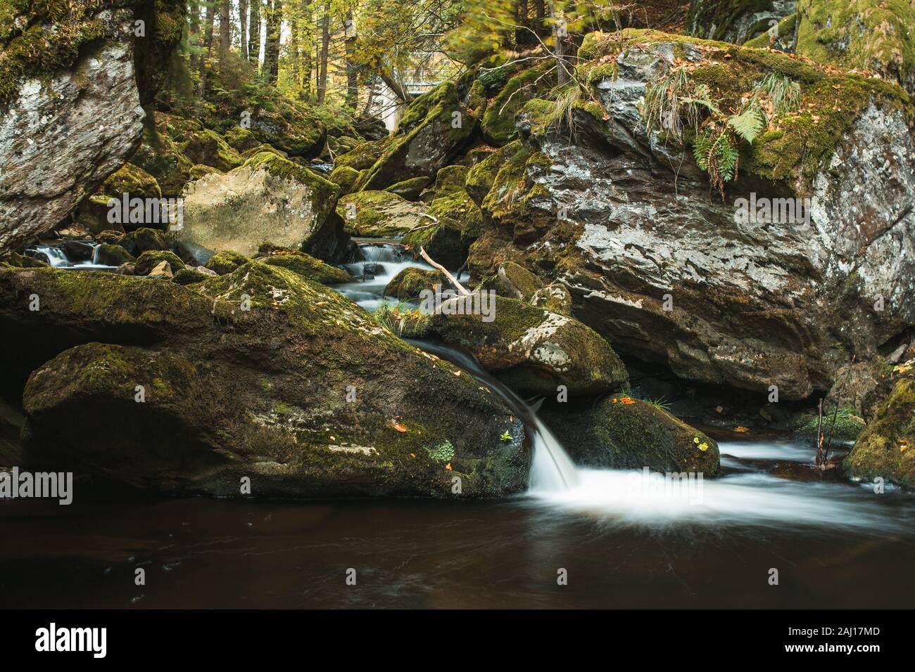 Stream in the forest with woodland Stock Photo - Alamy