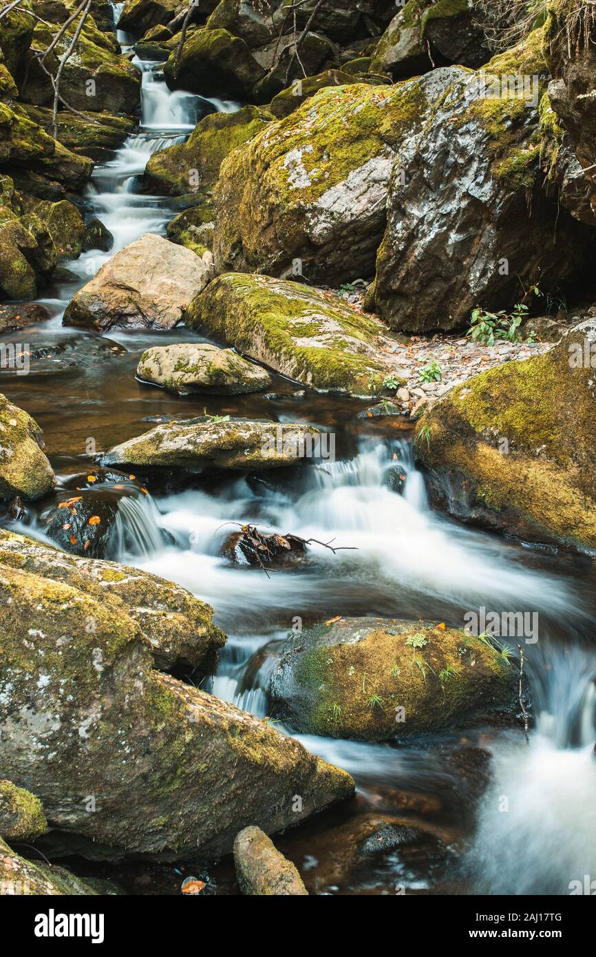 Stream in the forest with woodland Stock Photo - Alamy