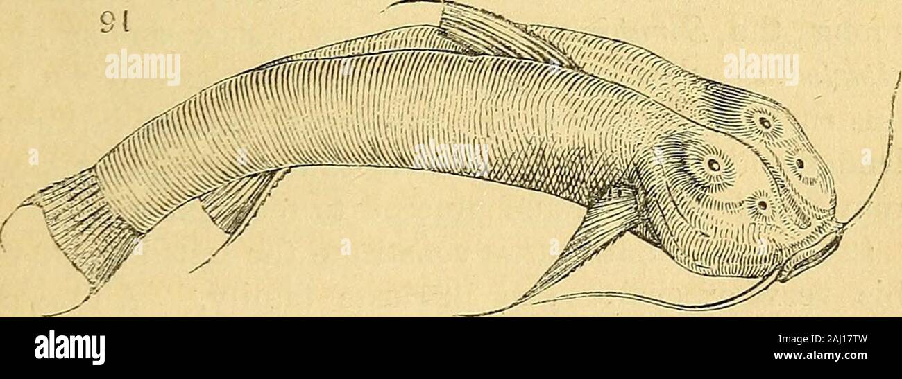The natural history of fishes, amphibians, & reptiles, or monocardian ...