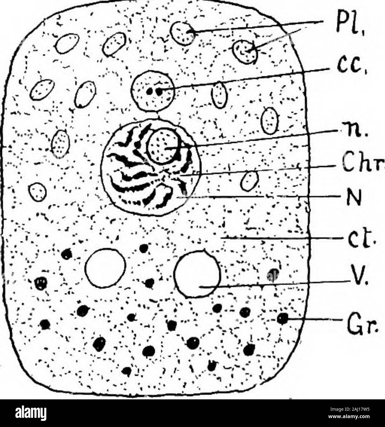 Largestanimal hi-res stock photography and images - Alamy