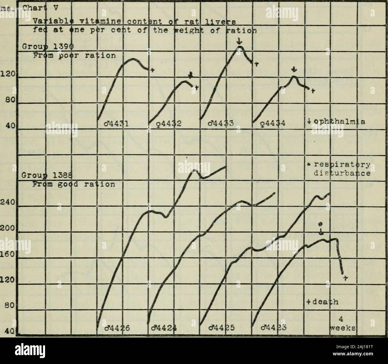 Oi rat hi-res stock photography and images - Alamy