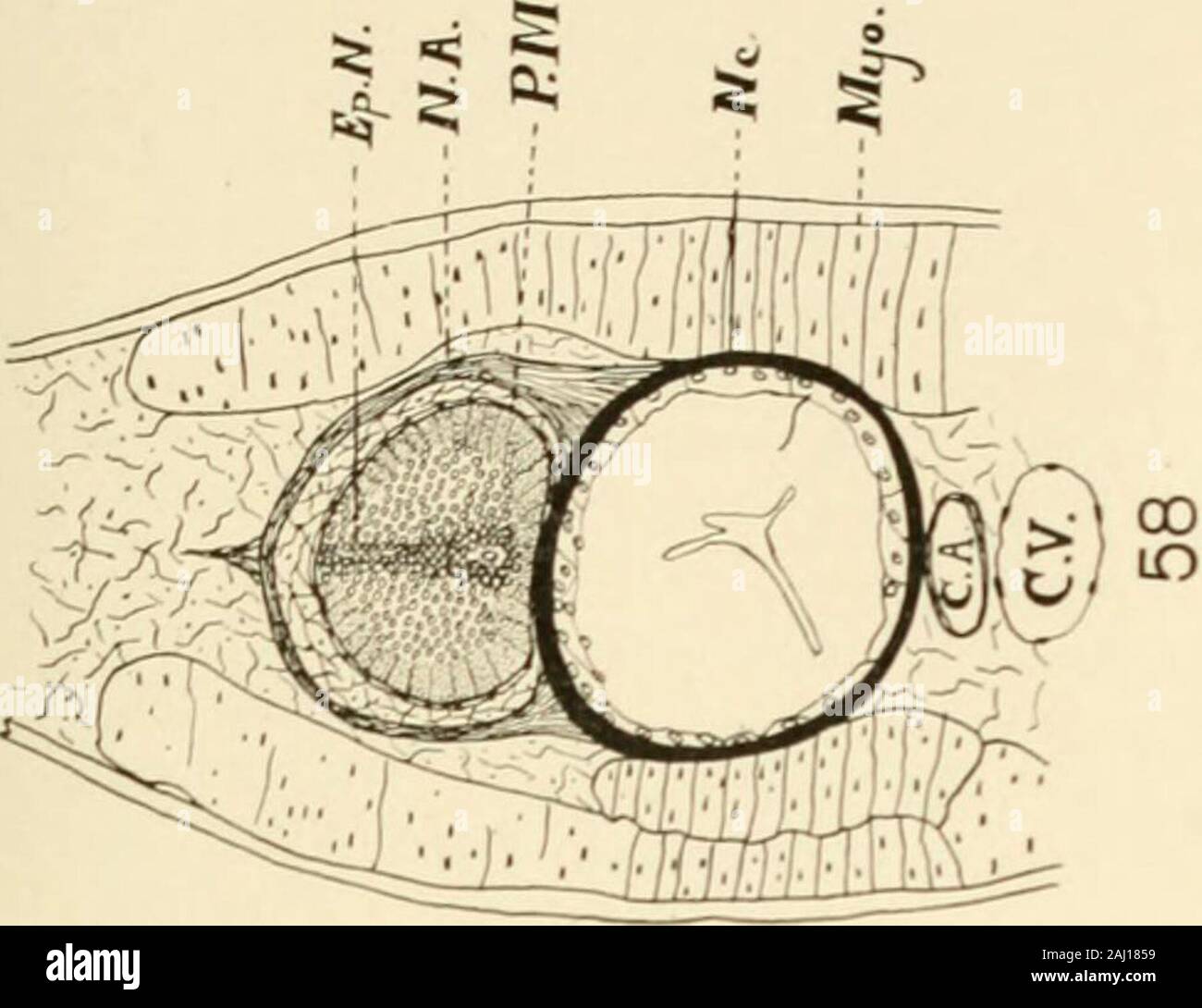 Caudal vein hi-res stock photography and images - Alamy