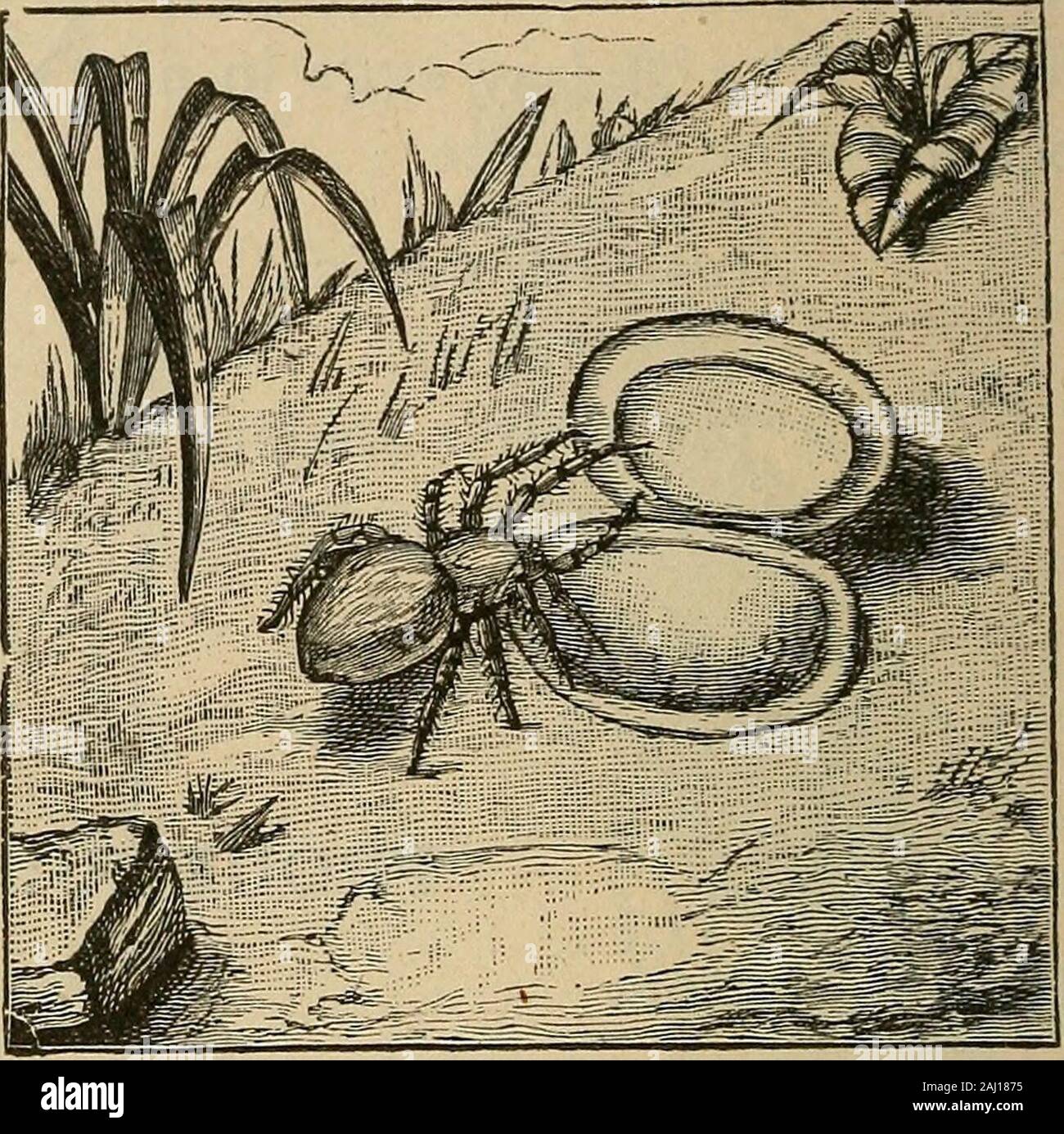 Notes of lessons on the Herbartian method (based on Herbart's plan ...