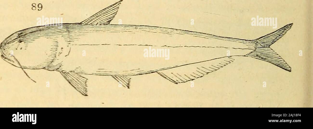 The natural history of fishes, amphibians, & reptiles, or monocardian ...