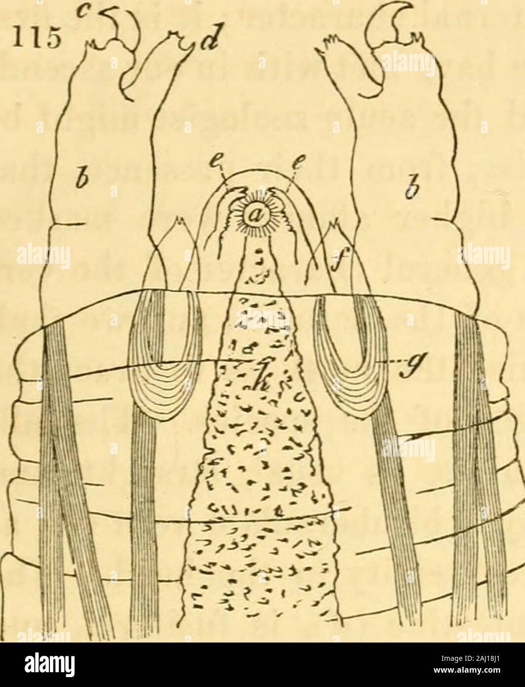 Lectures on the comparative anatomy and physiology of the invertebrate ...