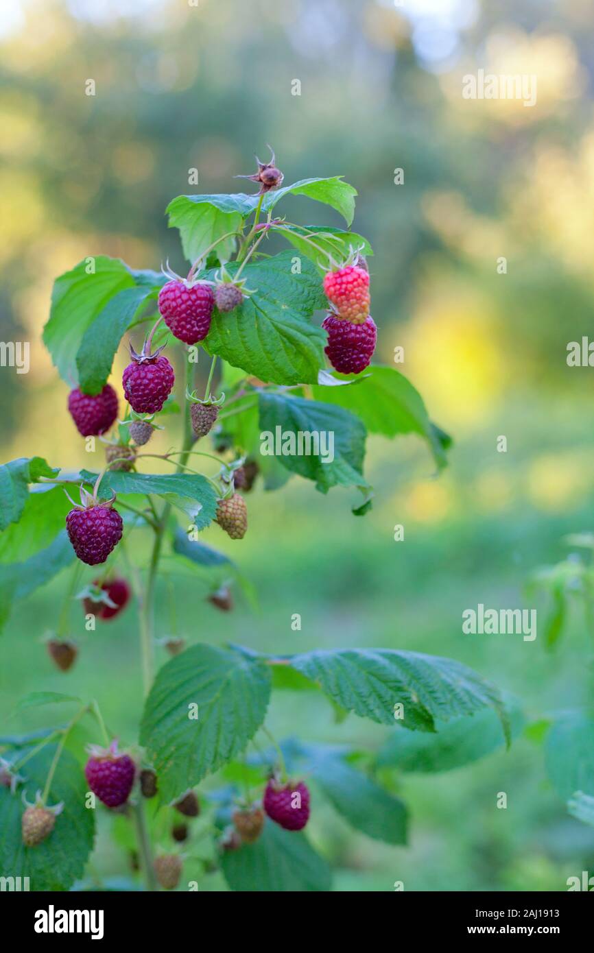Plant raspberry stem hi-res stock photography and images - Alamy