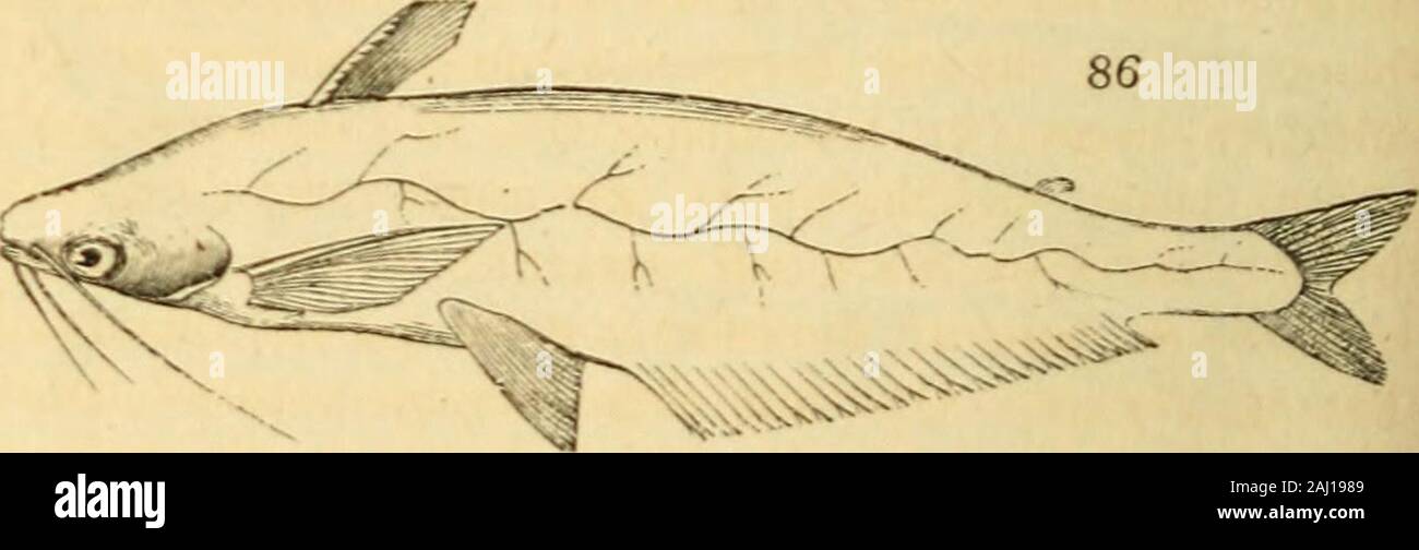 The natural history of fishes, amphibians, & reptiles, or monocardian ...
