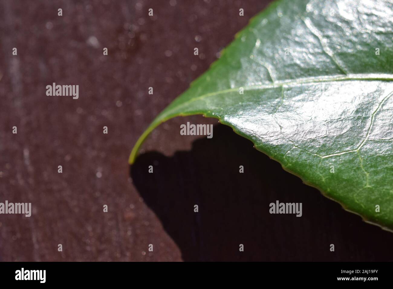 Still life leaf hi-res stock photography and images - Alamy