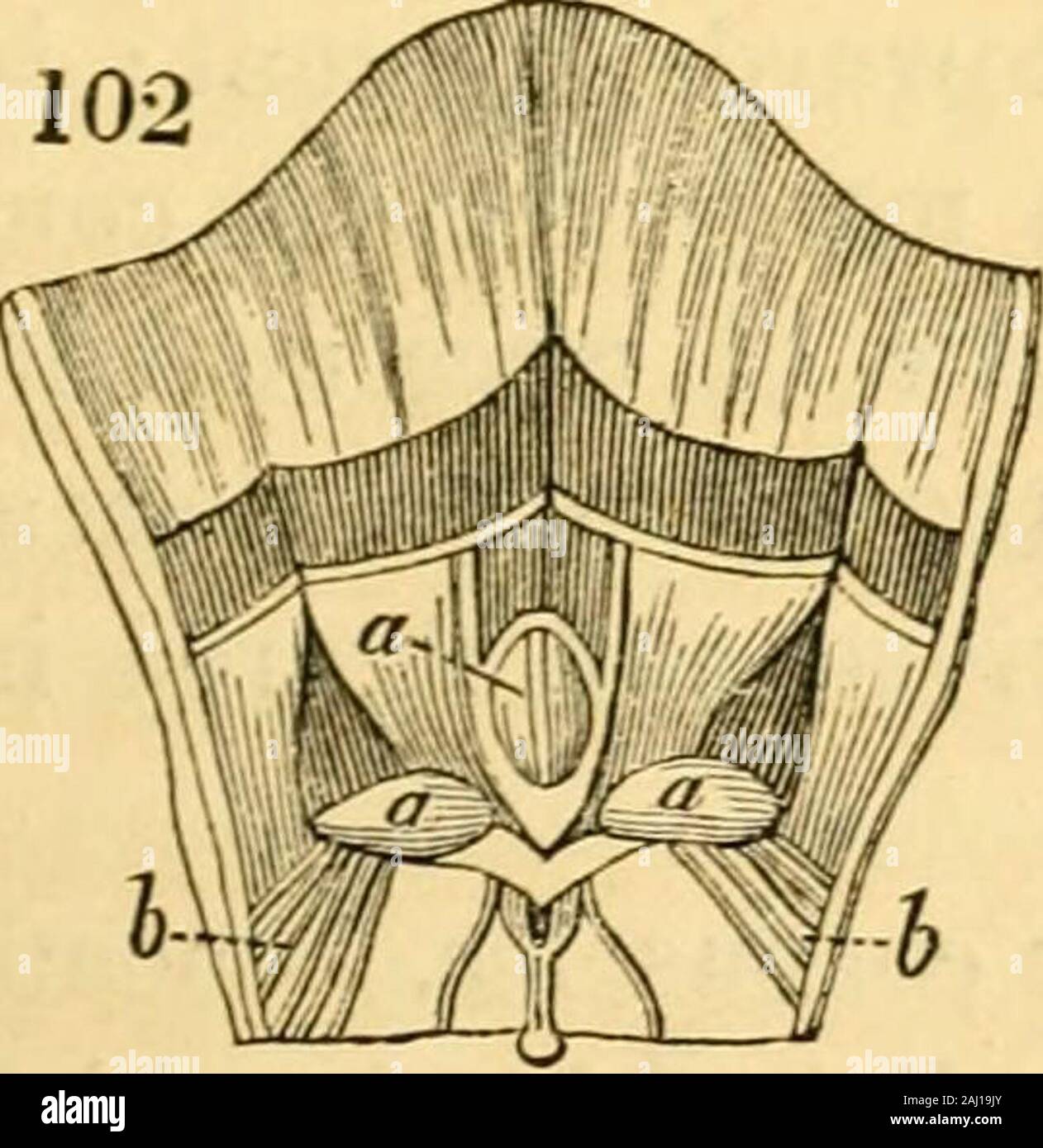 Lustre surface hi-res stock photography and images - Alamy