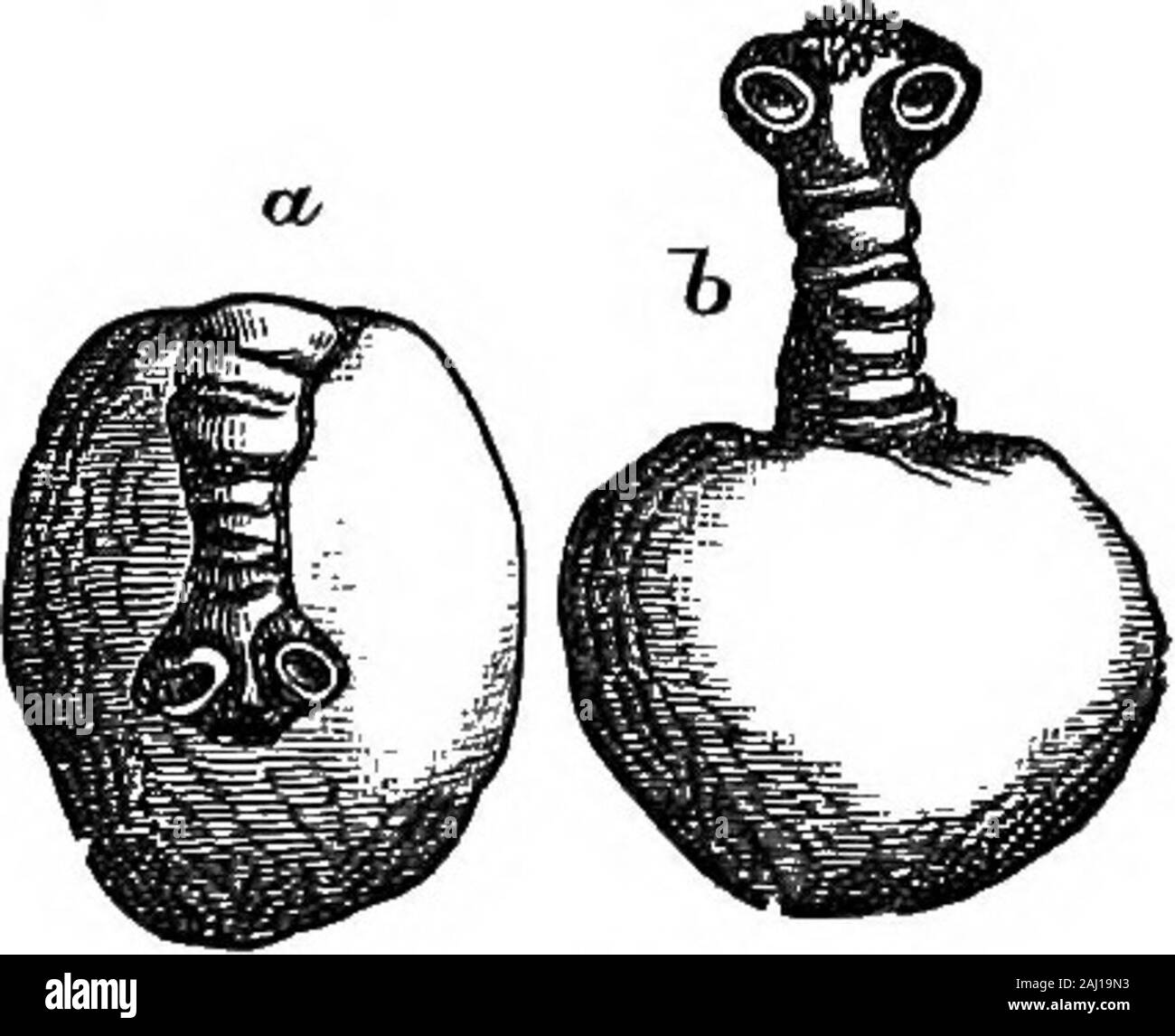 Cestodes Black and White Stock Photos & Images - Alamy