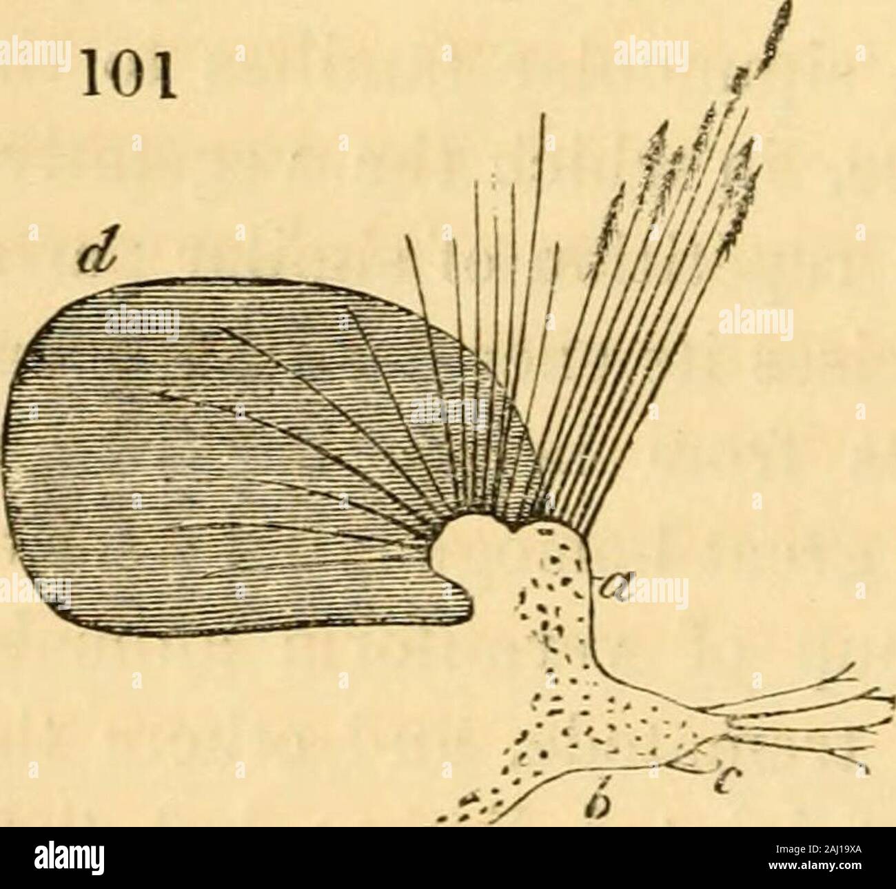 Trematode worms hi-res stock photography and images - Alamy