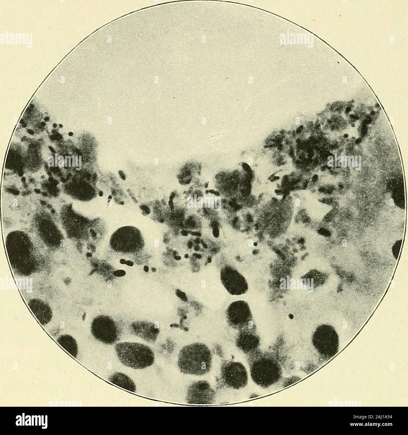 Slender ovoid hi-res stock photography and images - Alamy