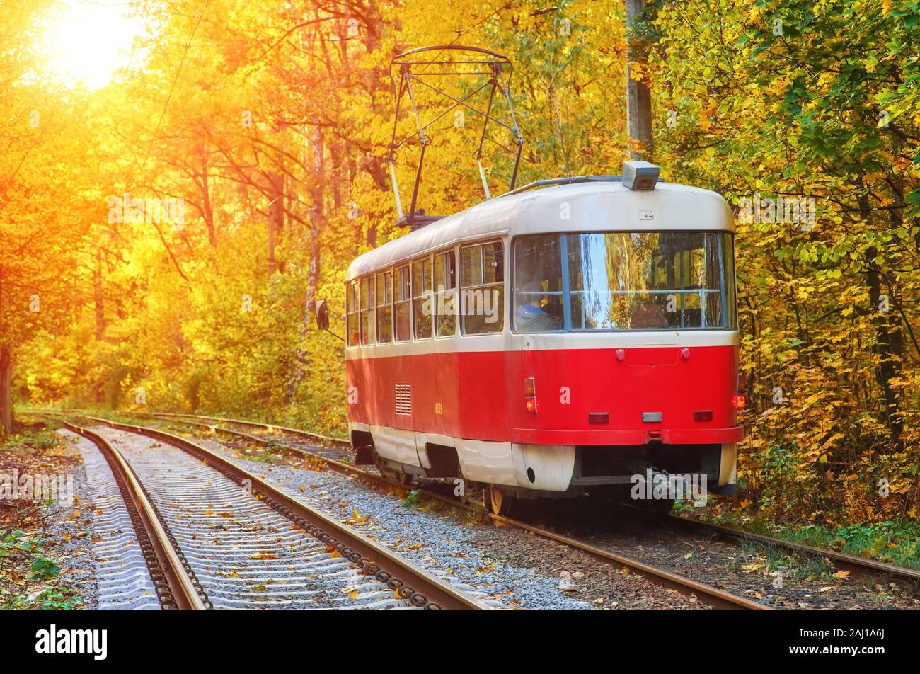 Bus driving through forest hi-res stock photography and images - Alamy